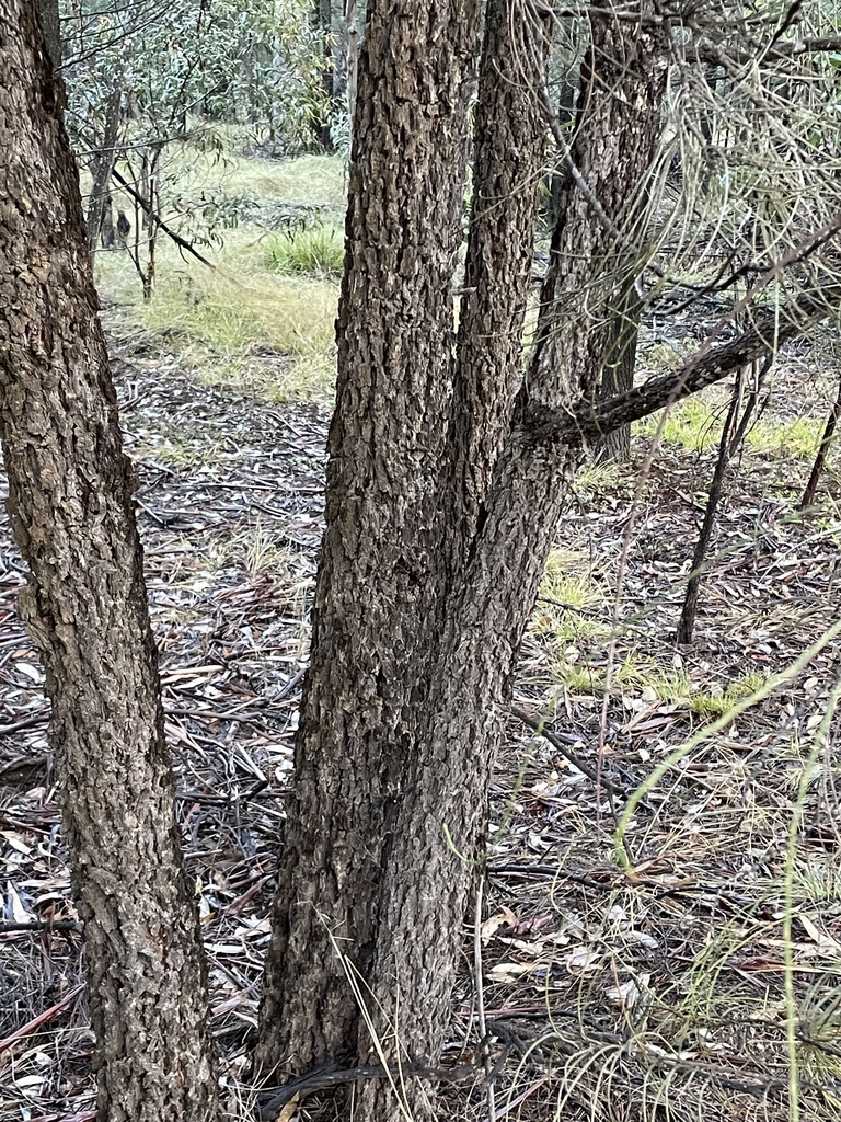 Buloke (Allocasuarina luehmannii) - Botanical Realm