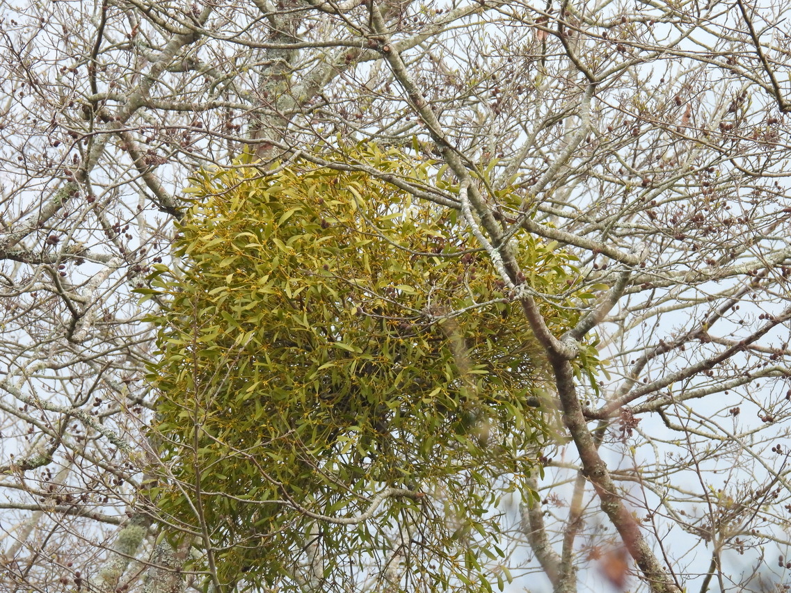 Viscum coloratum (Kom.) Nakai