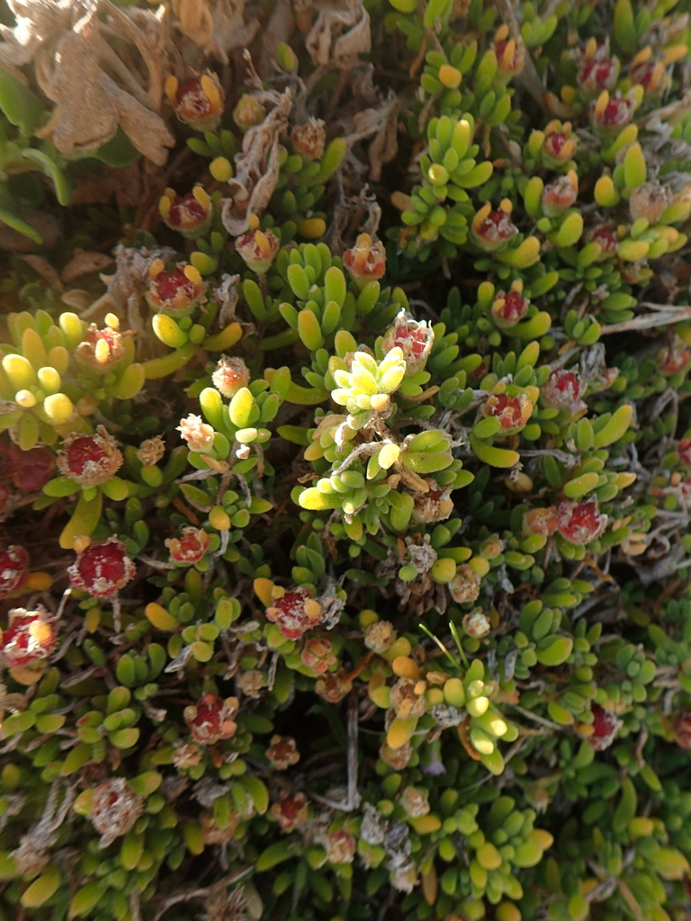 Coastal Dewfig from Cape Point, Le Cap, Afrique du Sud on January 18 ...