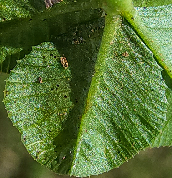 Polythrincium trifolii from York County, SC, USA on July 19, 2022 at 03 ...