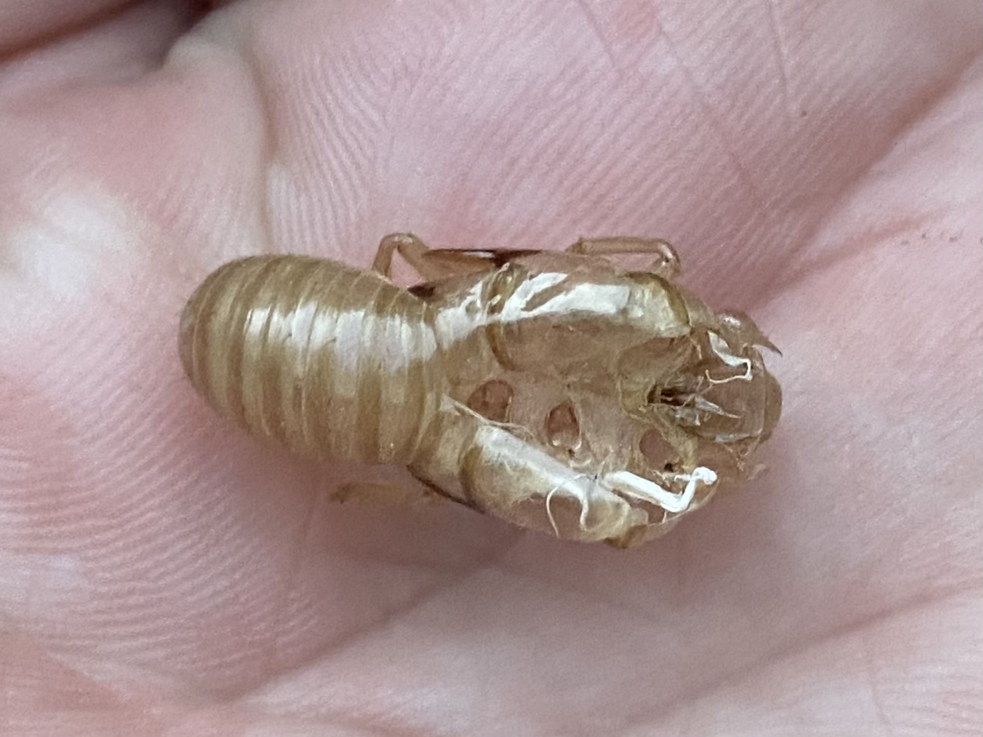 Okanagana catalina Davis, 1936