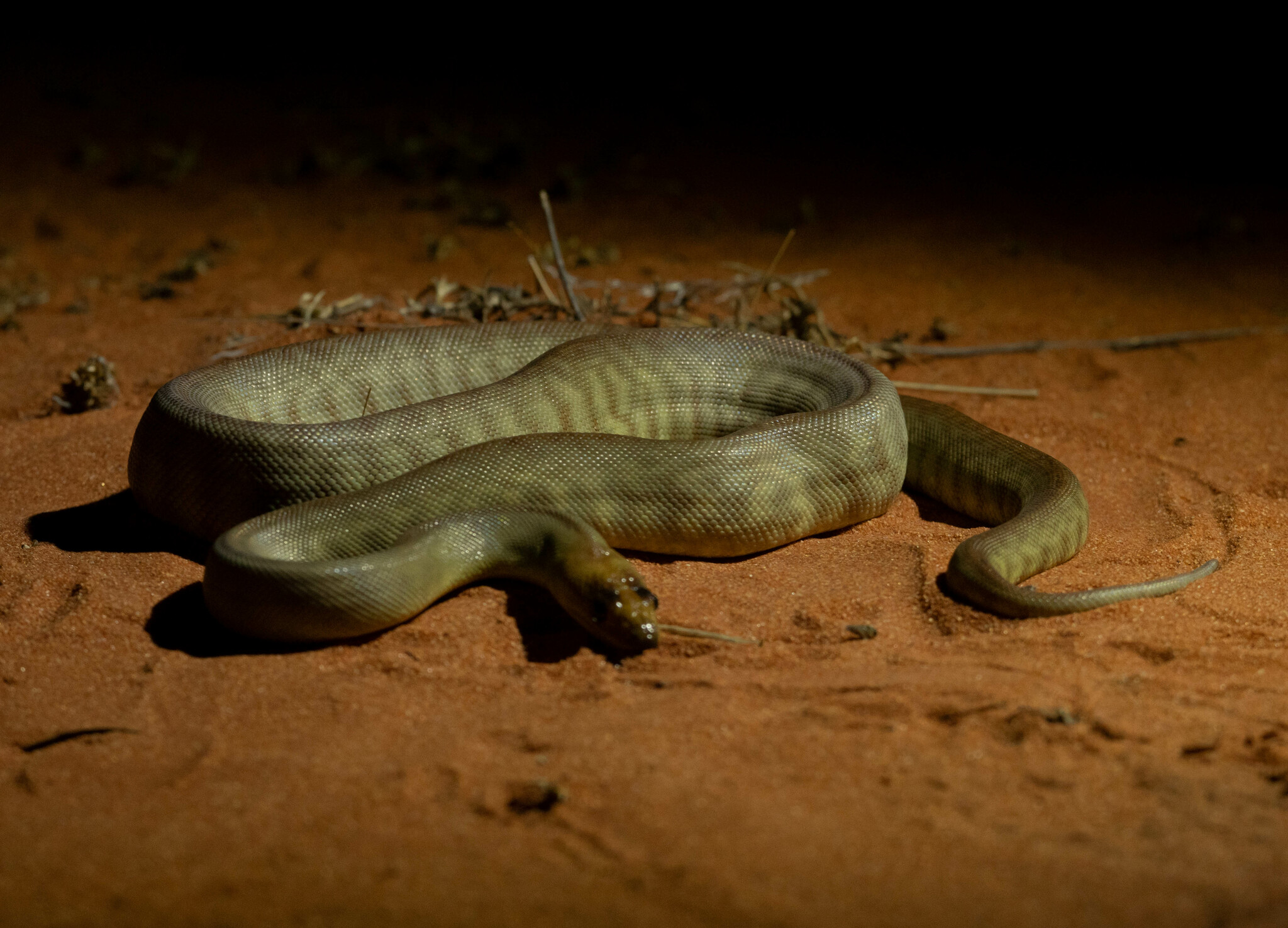 Aspidites ramsayi (Macleay, 1882)