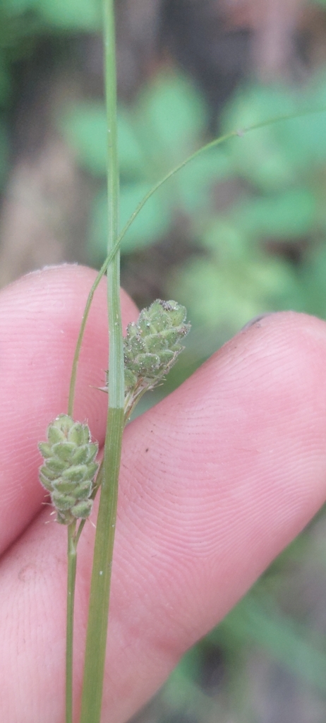 Swan's sedge from South Edgebrook, Chicago, IL, USA on July 8, 2022 at ...
