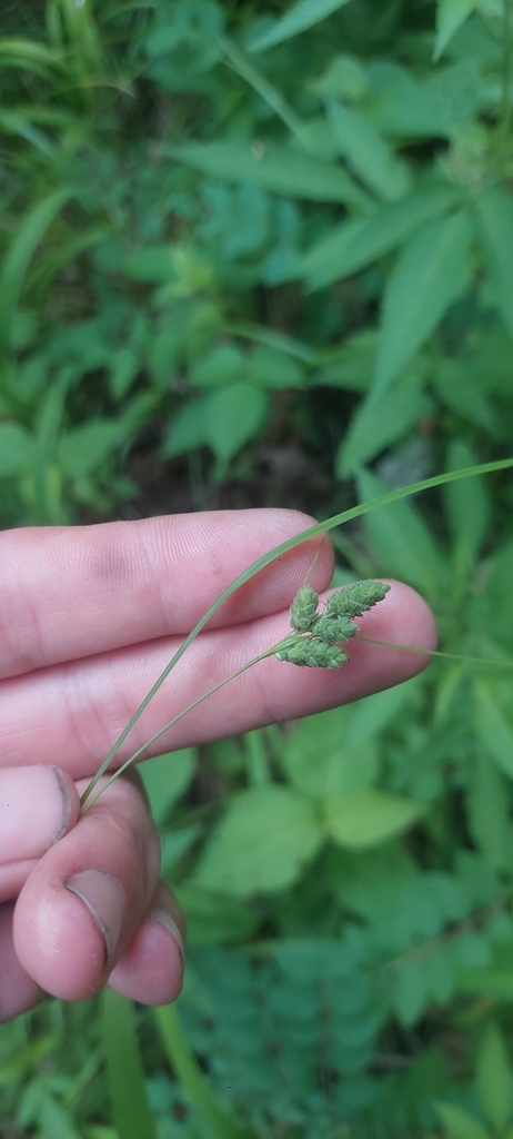 Swan's sedge from South Edgebrook, Chicago, IL, USA on July 8, 2022 at ...