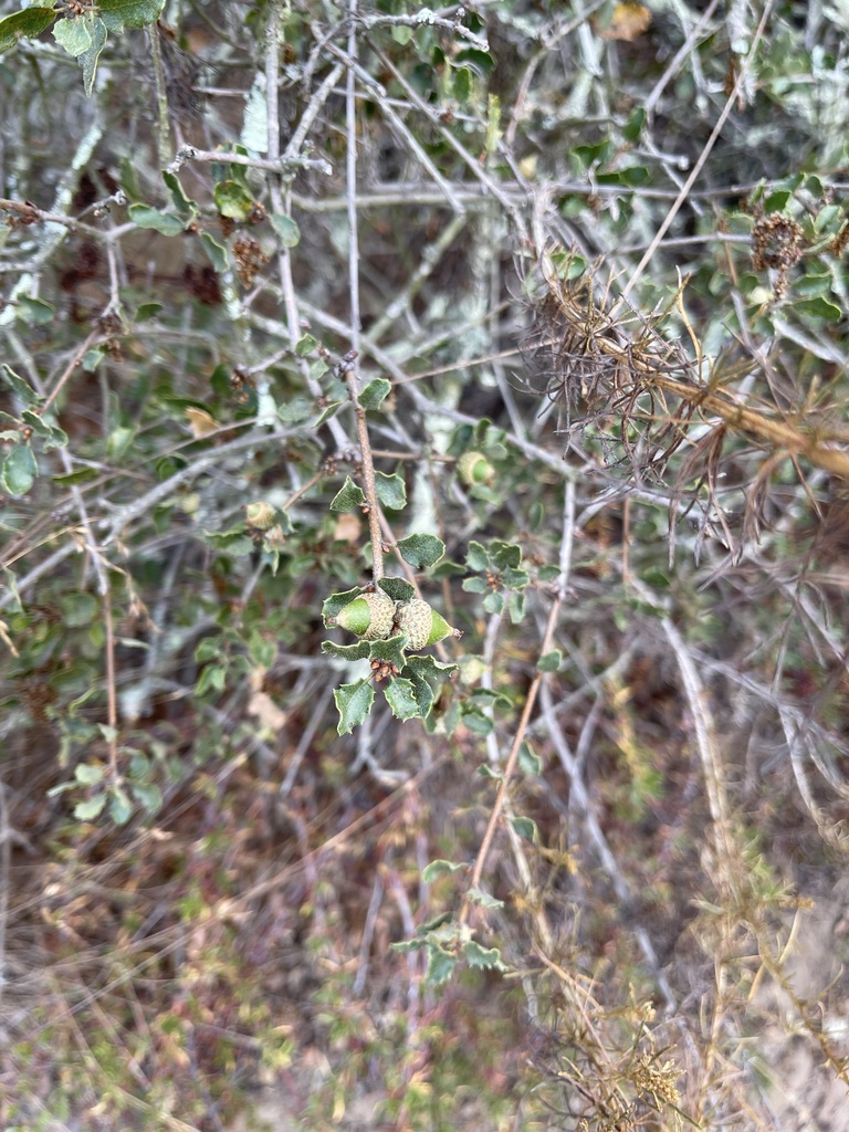 Nuttall's scrub oak in July 2022 by smfang · iNaturalist