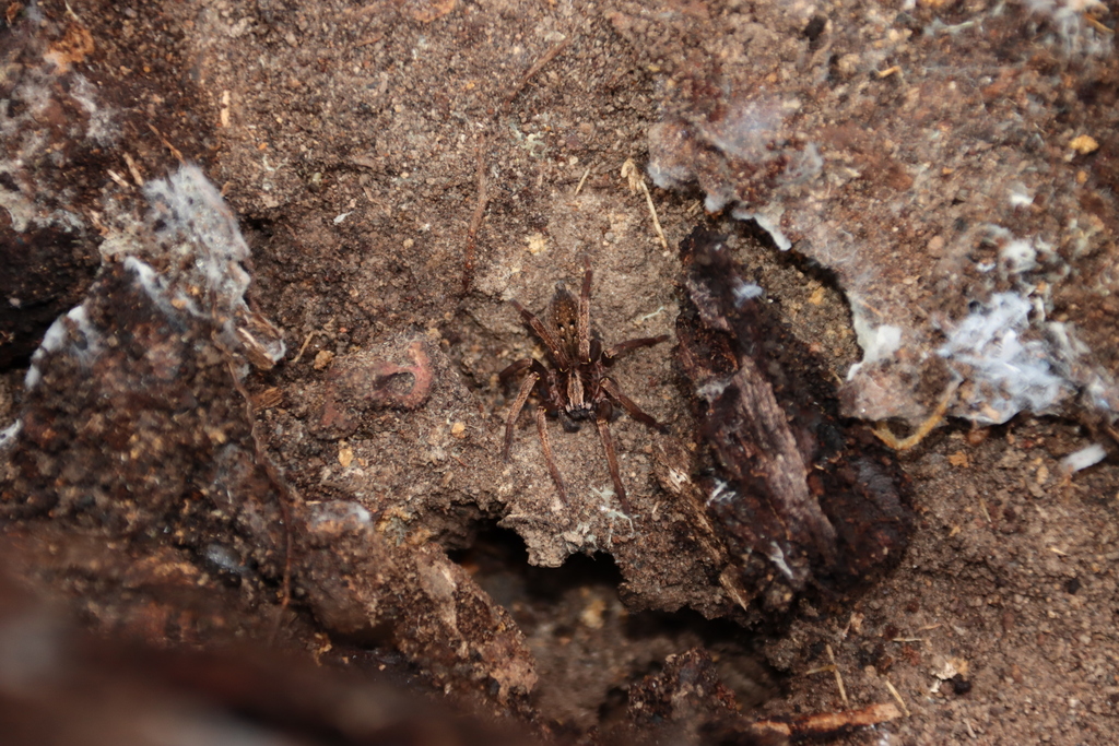 Little Tarantula from Melbourne VIC, Australia on July 03, 2022 at 03: ...