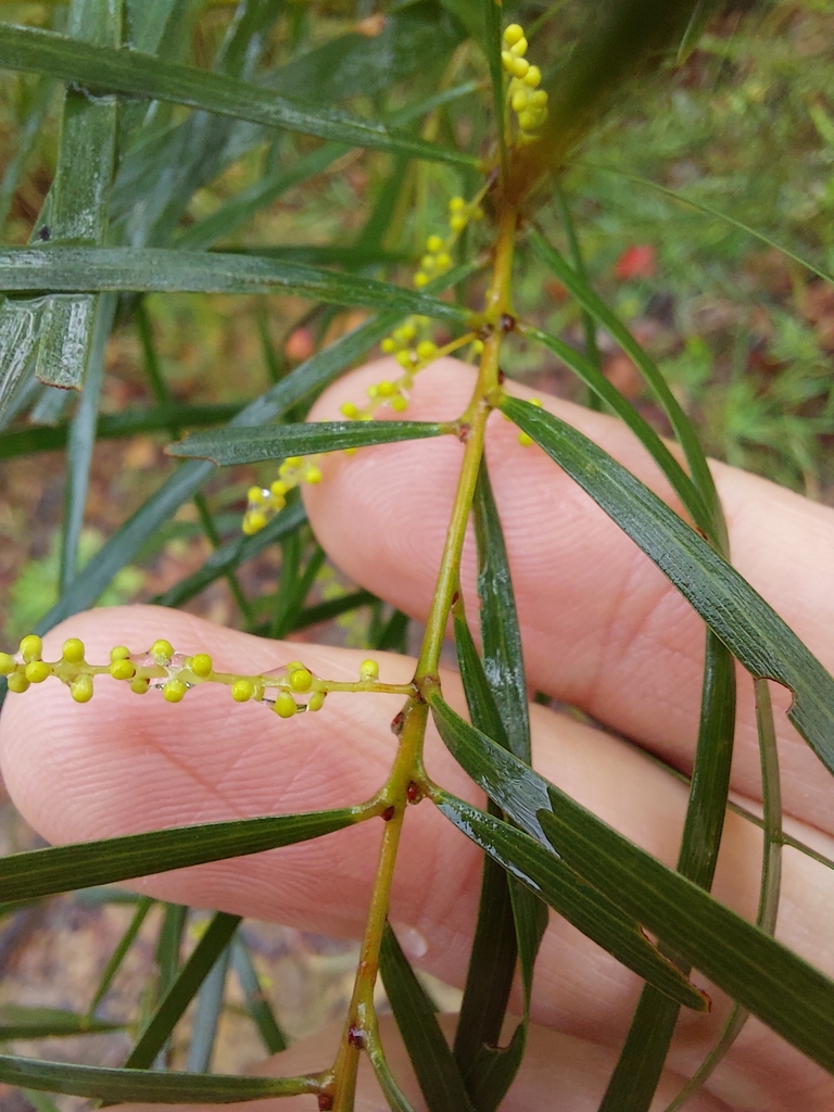 White Sally Wattle from Mimosa Rd opp Rofe Oval, Turramurra NSW 2074 ...