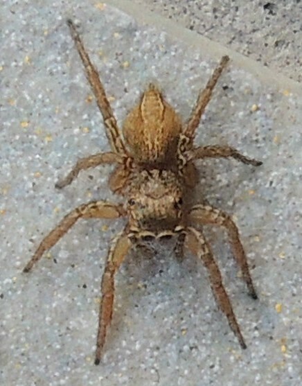 Plexippus setipes from Kam Tin, Hong Kong on July 21, 2022 at 01:26 PM ...