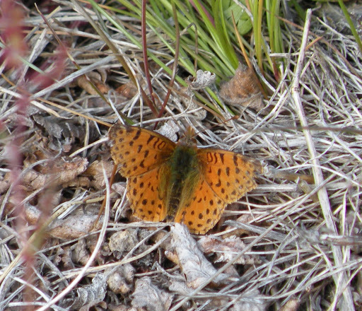 Doncella Común (Insectos en huertas y jardines de Bariloche) · iNaturalist