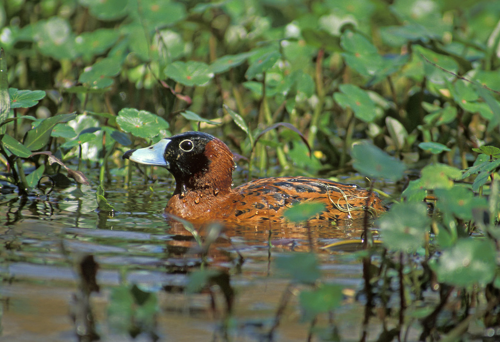 Masked Duck from Brazos Bend State Park, TX on March 31, 1996 by Greg ...