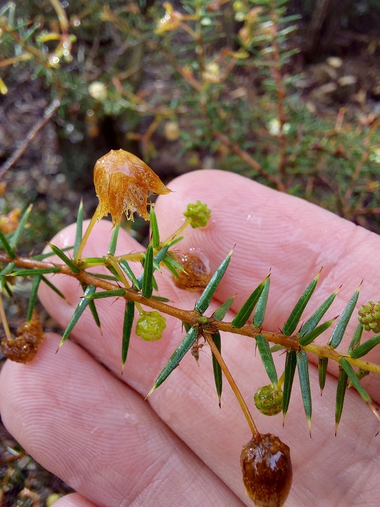 juniper wattle from Mimosa Rd opp Rofe Oval, Turramurra NSW 2074 ...