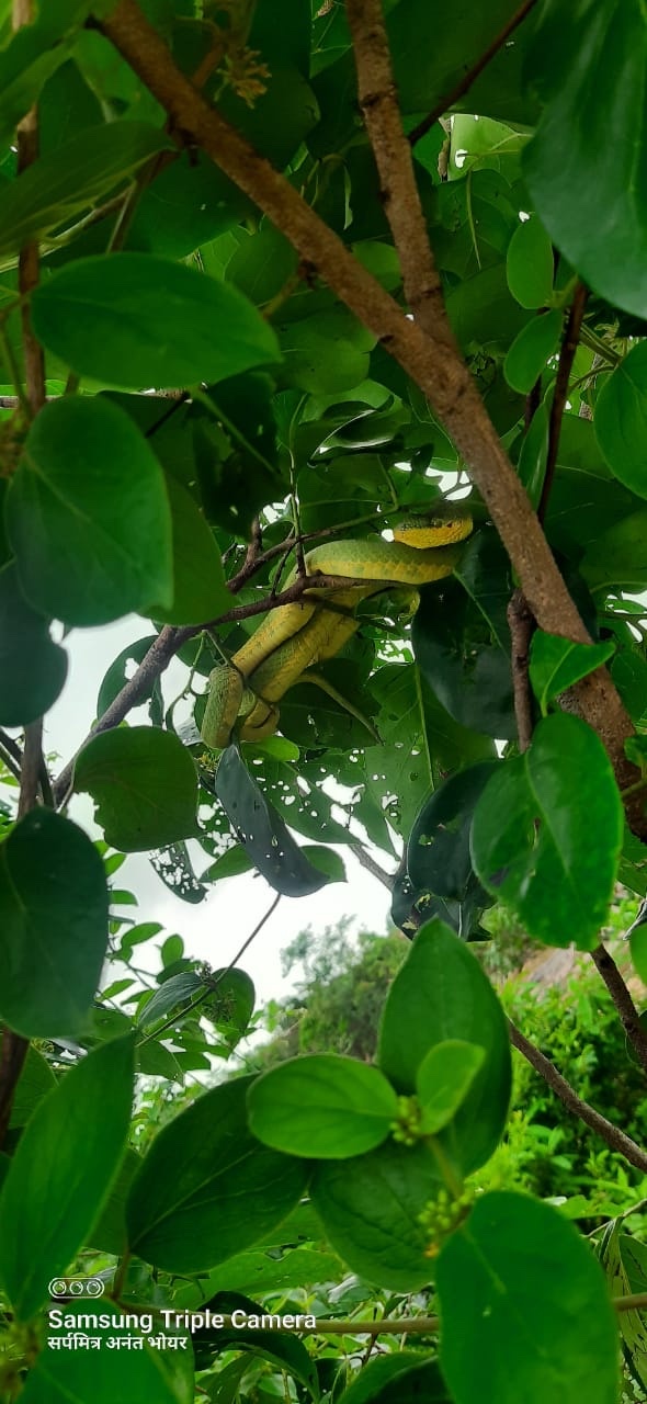 Craspedocephalus gramineus (Shaw, 1802)