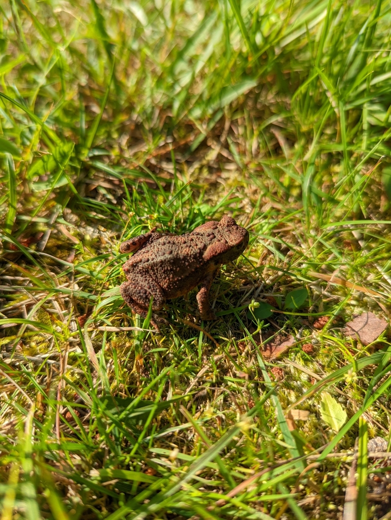 European Toad from 06200 Porvoo, Suomi on July 21, 2022 at 09:10 AM by ...