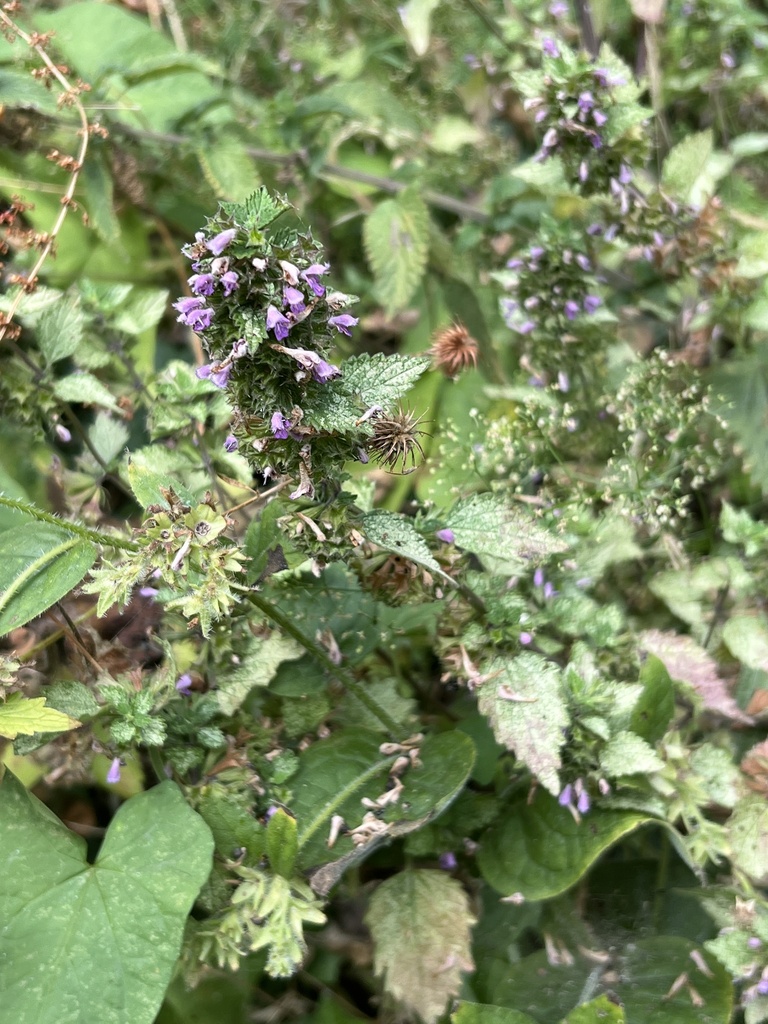 Black horehound from Camley Street Nature Park, London, England, GB on ...