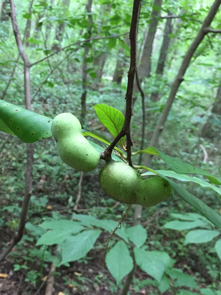 common pawpaw from 3200 Sixes Rd, Prince Frederick, MD, US on July 17 ...