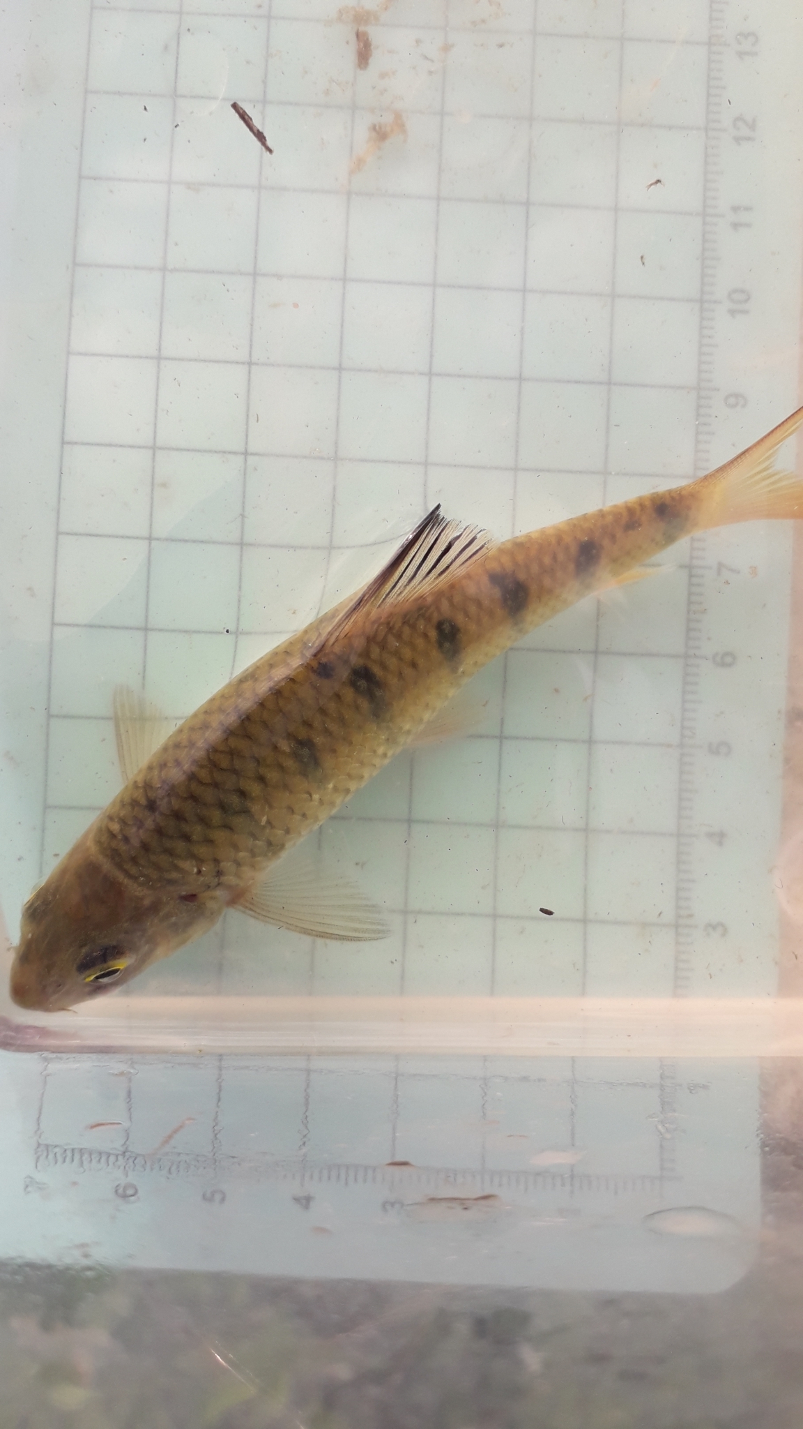 Acrossocheilus Oshima, 1919