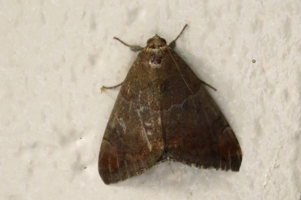 Castor Semi-looper from Townsville QLD, Australia on July 21, 2022 at ...