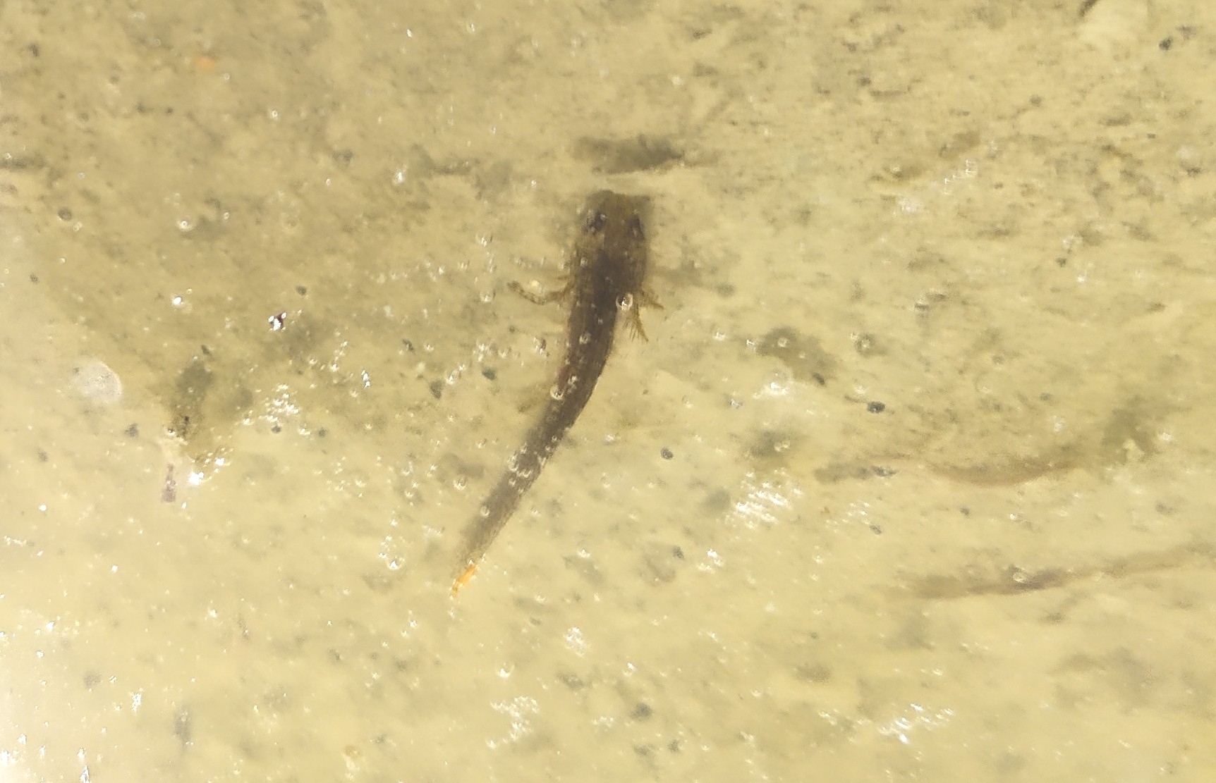 Lissotriton graecus (Wolterstorff, 1906)