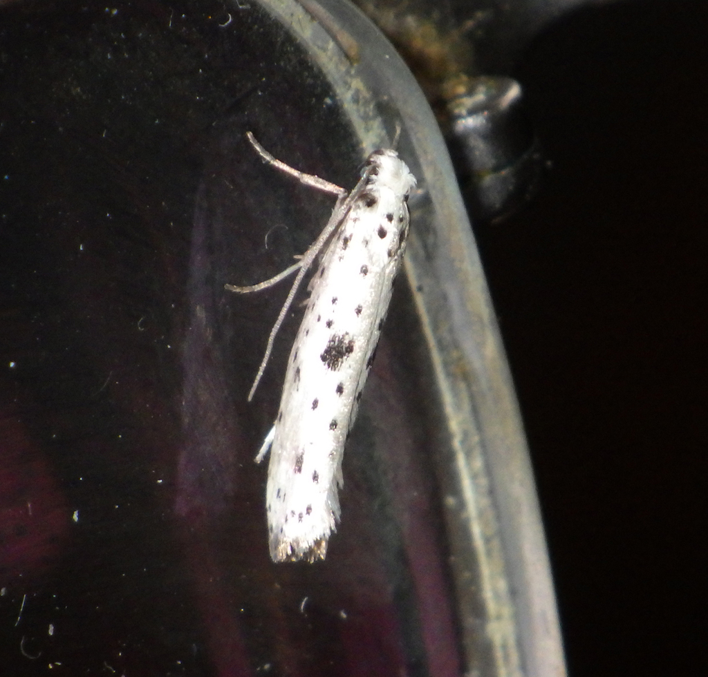 Black-tipped Ermine from Scheidterbergstraße, 66133 Saarbrücken ...
