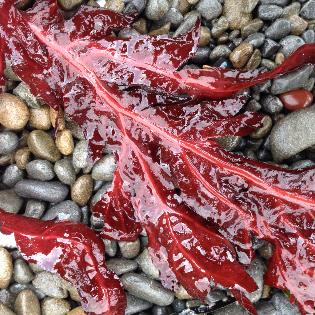 red sea leaf (Erythrophyllum delesserioides) - Botanical Realm