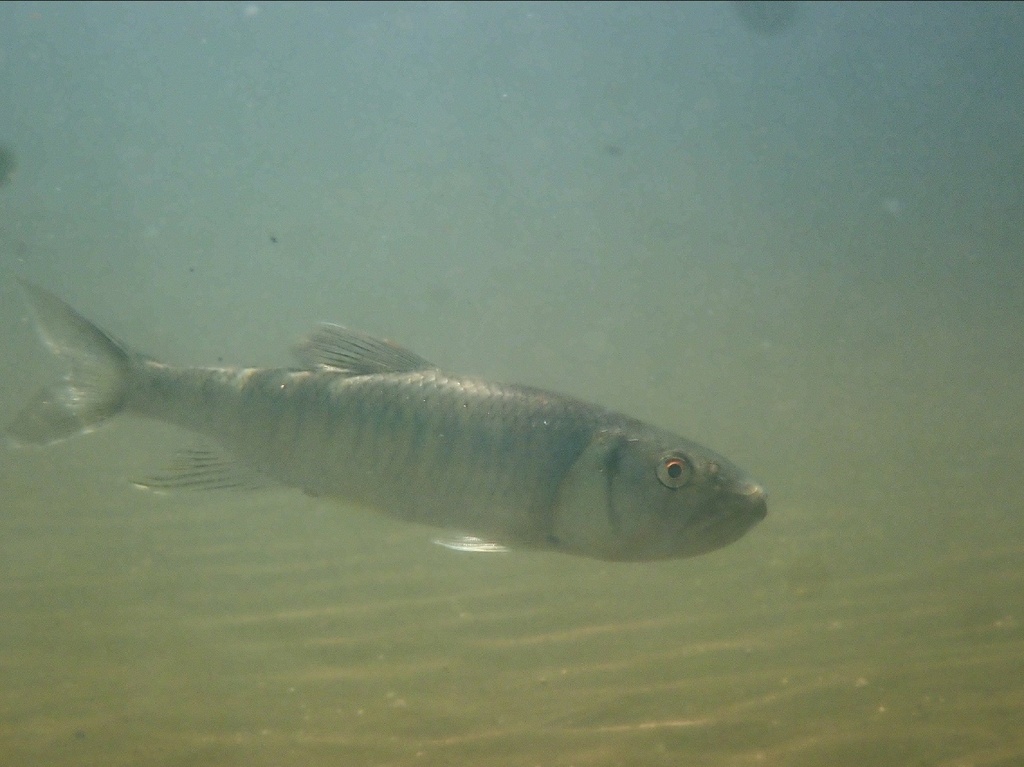 Opsariichthys bidens in July 2022 by Tse Chung Yi · iNaturalist