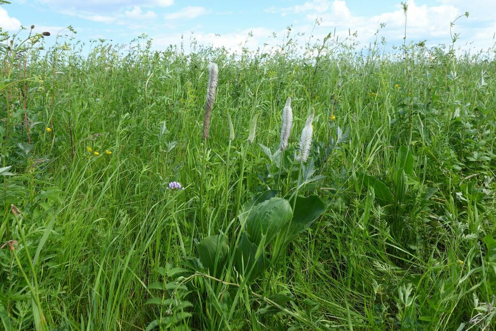 Plantago maxima from Елабужский р-н, Респ. Татарстан, Россия on June 25 ...