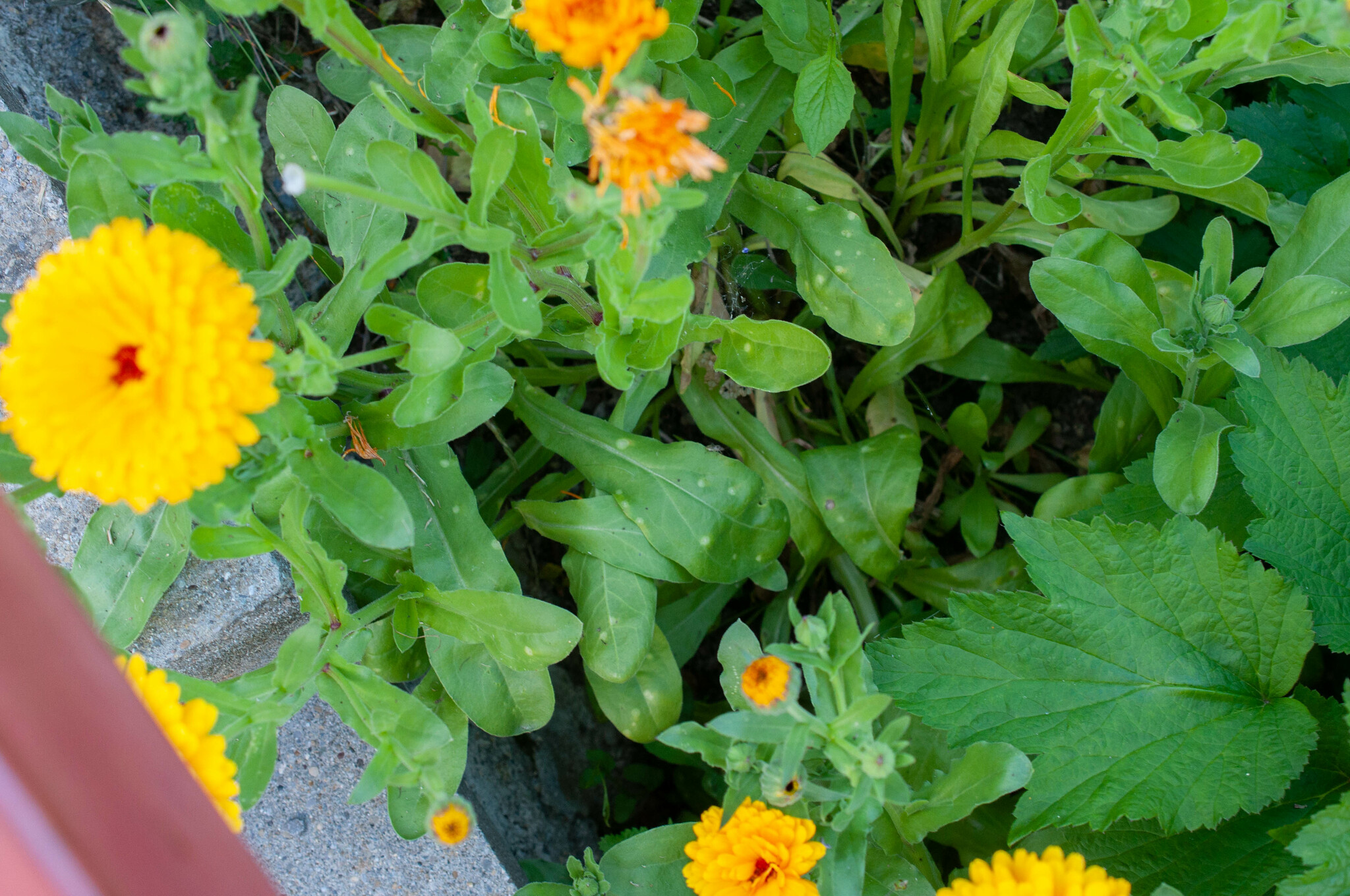 Entyloma calendulae (Oudem.) de Bary