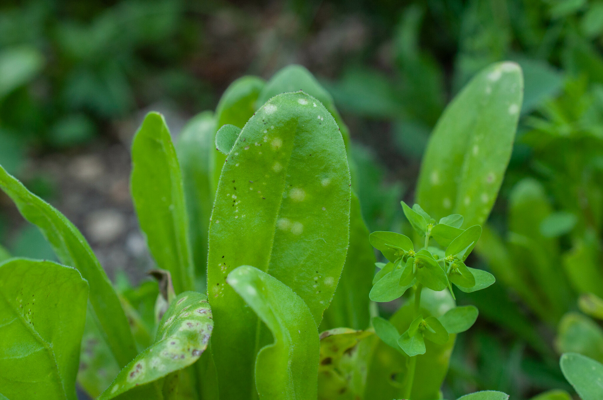 Entyloma calendulae (Oudem.) de Bary