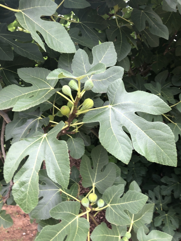 common fig from NC State University, Raleigh, NC, US on July 21, 2022 ...