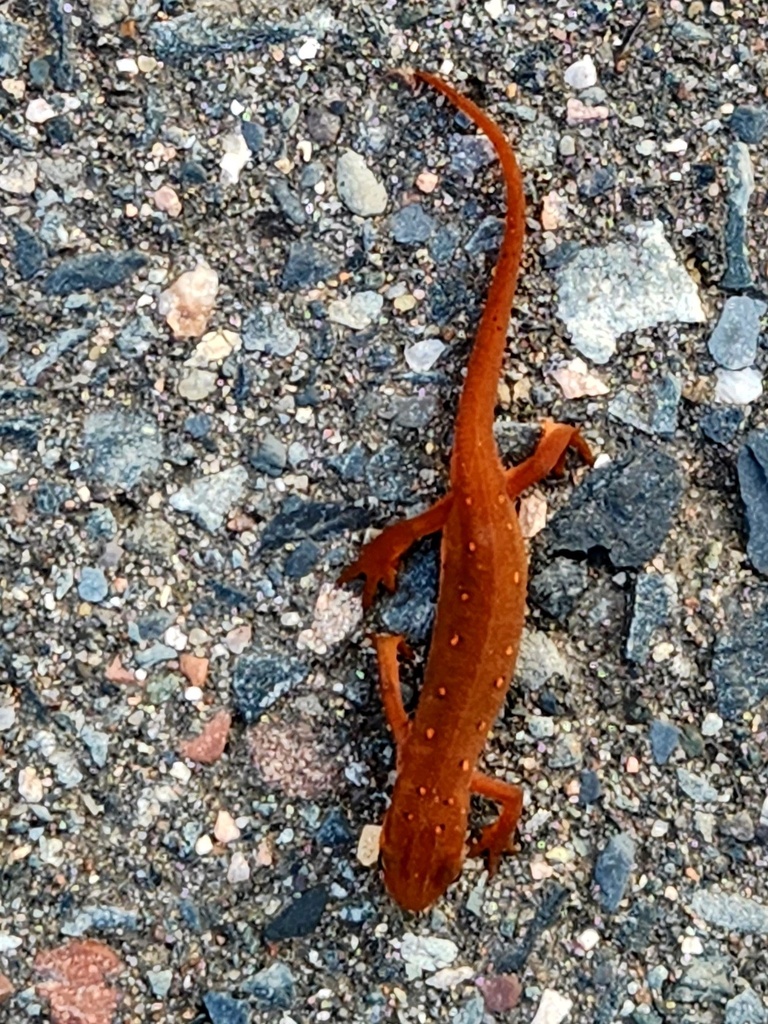 Eastern Newt from Lake Superior, Houghton, MI, US on July 21, 2022 at ...