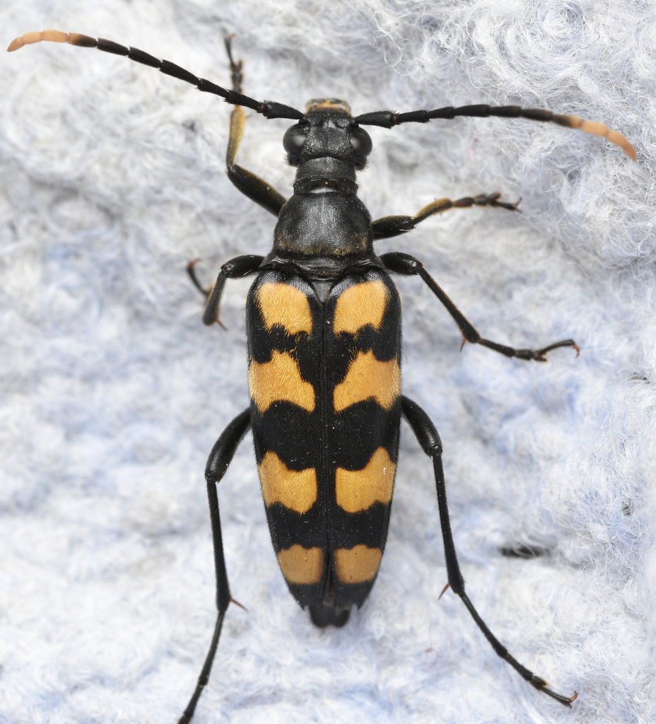 four-banded longhorn beetle from Odense S, 5260 Odense, Danmark on July ...