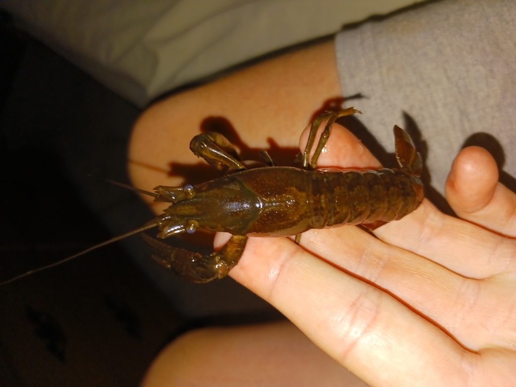 Calico Crayfish from Orwell, VT 05760, USA on July 18, 2022 at 08:59 PM ...