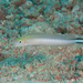 Flagtail Blanquillo (Malacanthus brevirostris) · iNaturalist