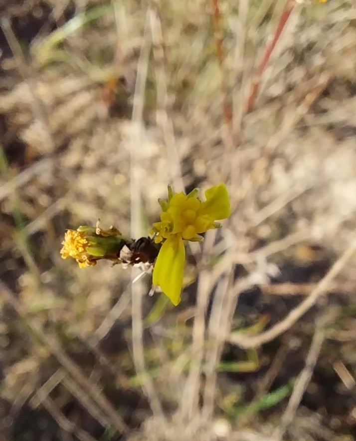 Ridgestem Ragwort from Greater Chatsworth, Malmesbury, South Africa on ...