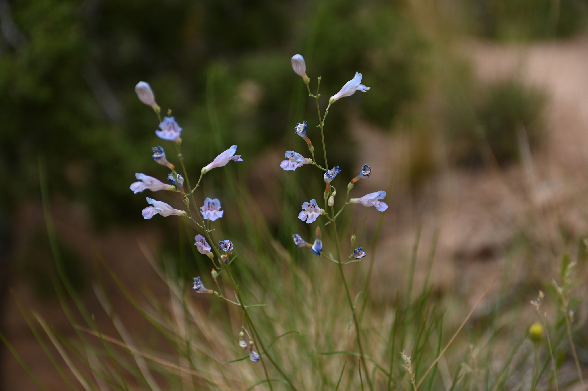 Penstemon comarrhenus A.Gray