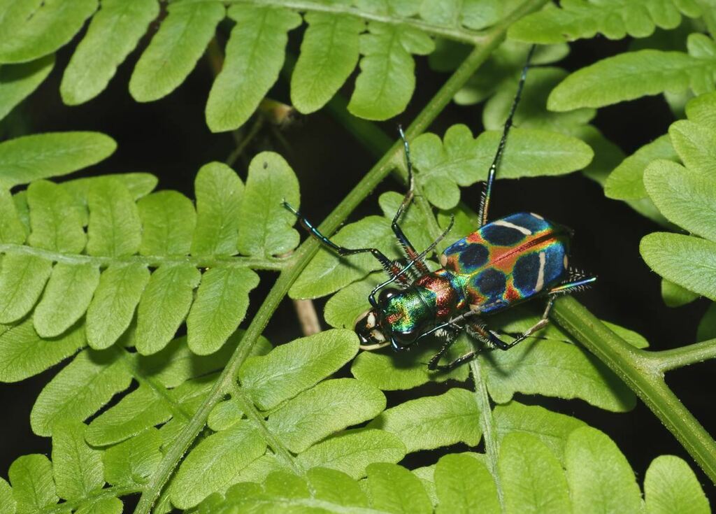 Chinese Tiger Beetle in July 2022 by skyoxbeetle · iNaturalist