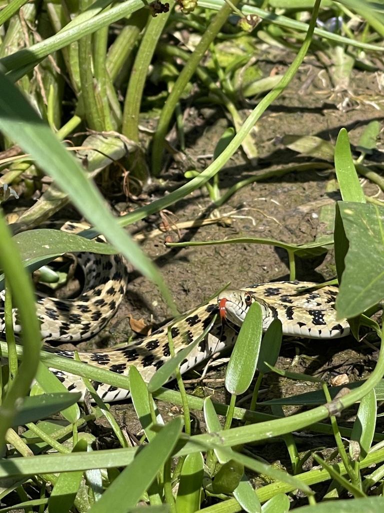 Checkered Garter Snake from Lubbock, TX, US on July 08, 2022 at 10:46 ...