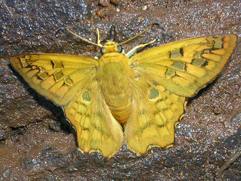 Widespread Myscelus from State of Paraná, Brazil on May 3, 2005 at 09: ...