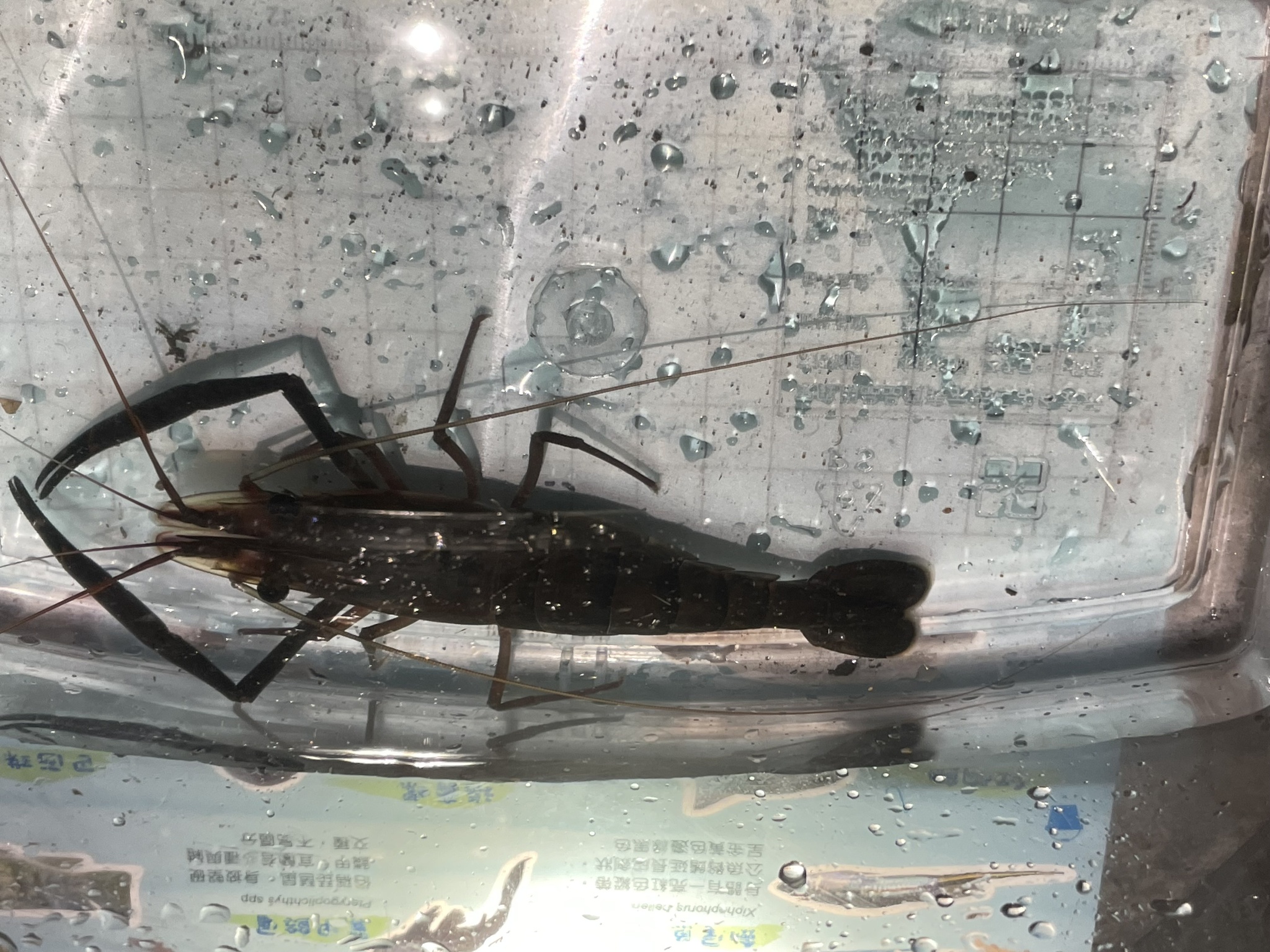 Macrobrachium lar (Fabricius, 1798)