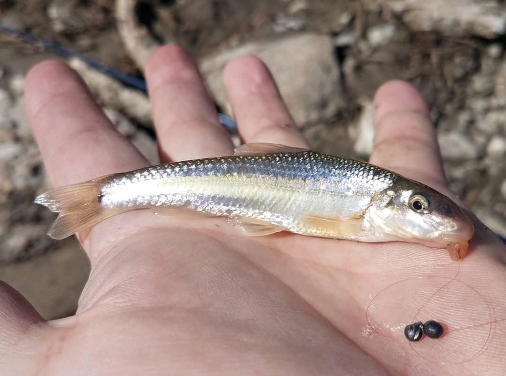 Suckermouth Minnow from North Russell, NE, USA on March 7, 2021 by John ...