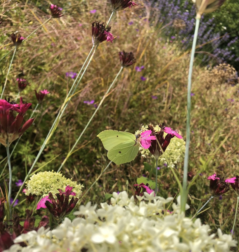 Common Brimstone from North Wessex Downs AONB, Newbury, England, GB on ...