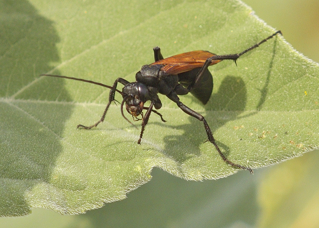Old and New World Tarantula-hawk Wasps from Dallas County, TX, USA on ...