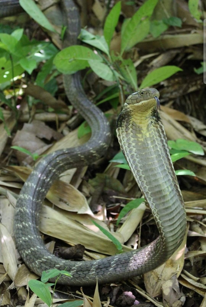 King Cobra from Sumber Klampok, Gerokgak, Buleleng Regency, Bali ...