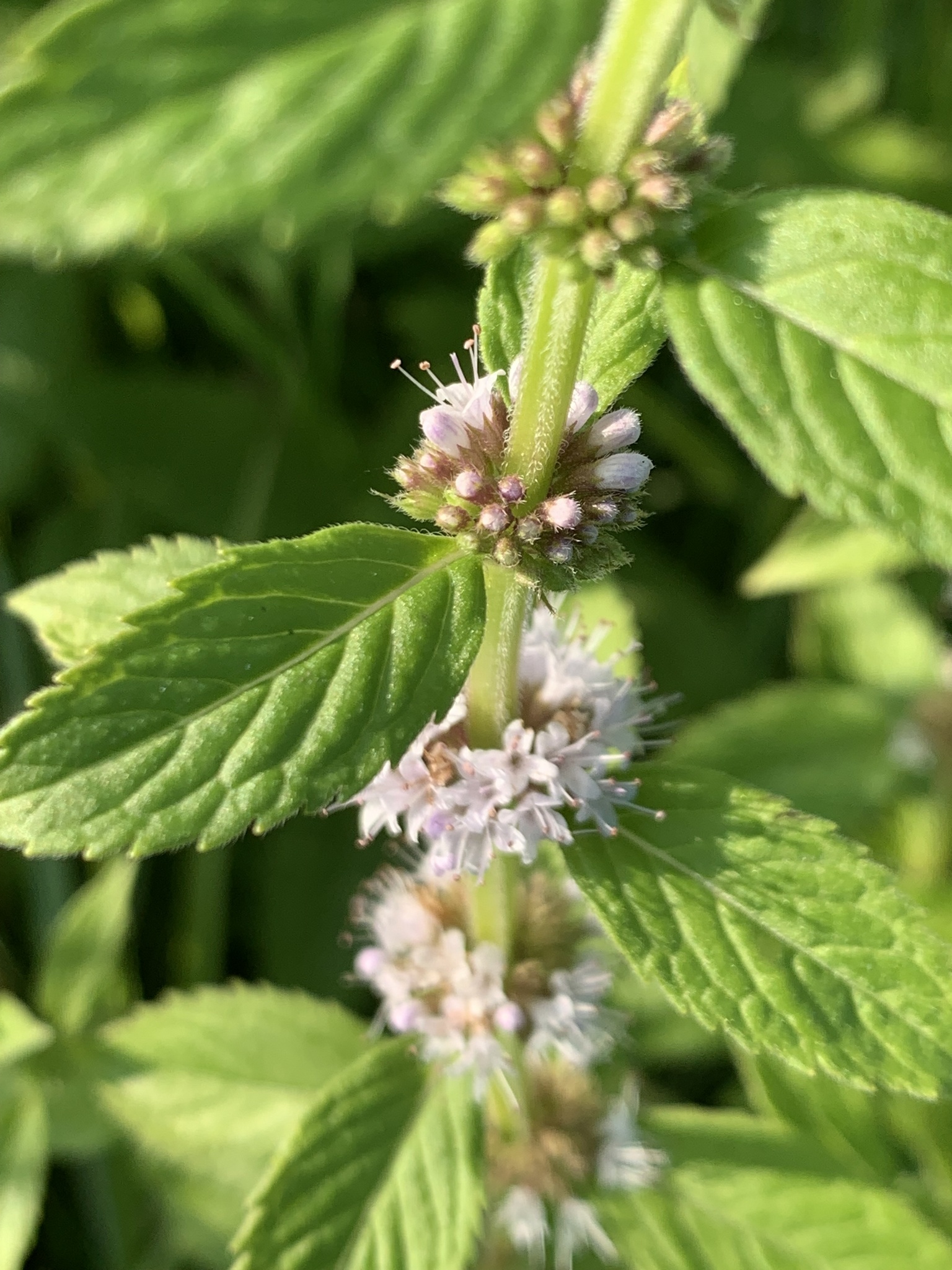 Mentha canadensis L.