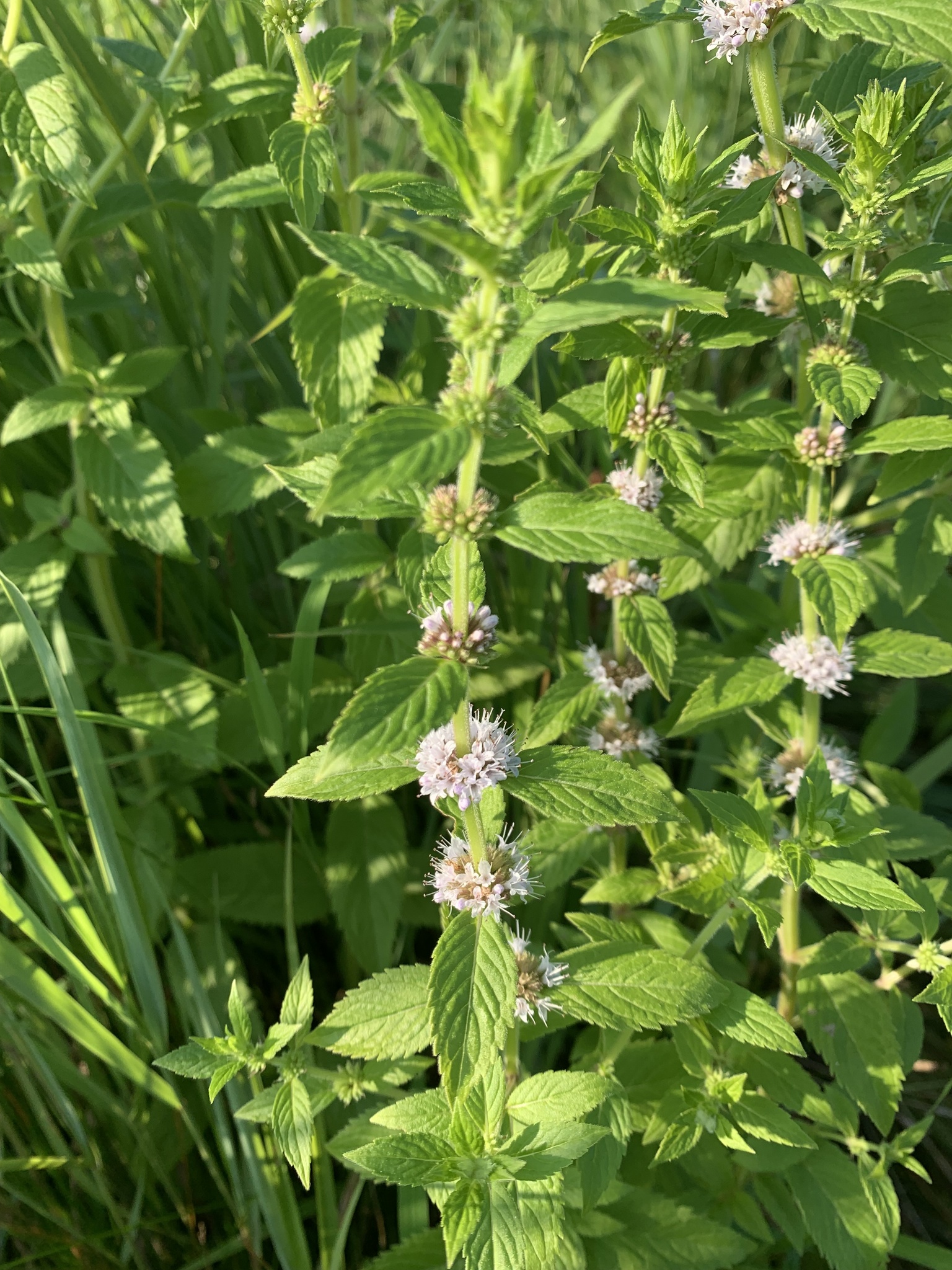 Mentha canadensis L.