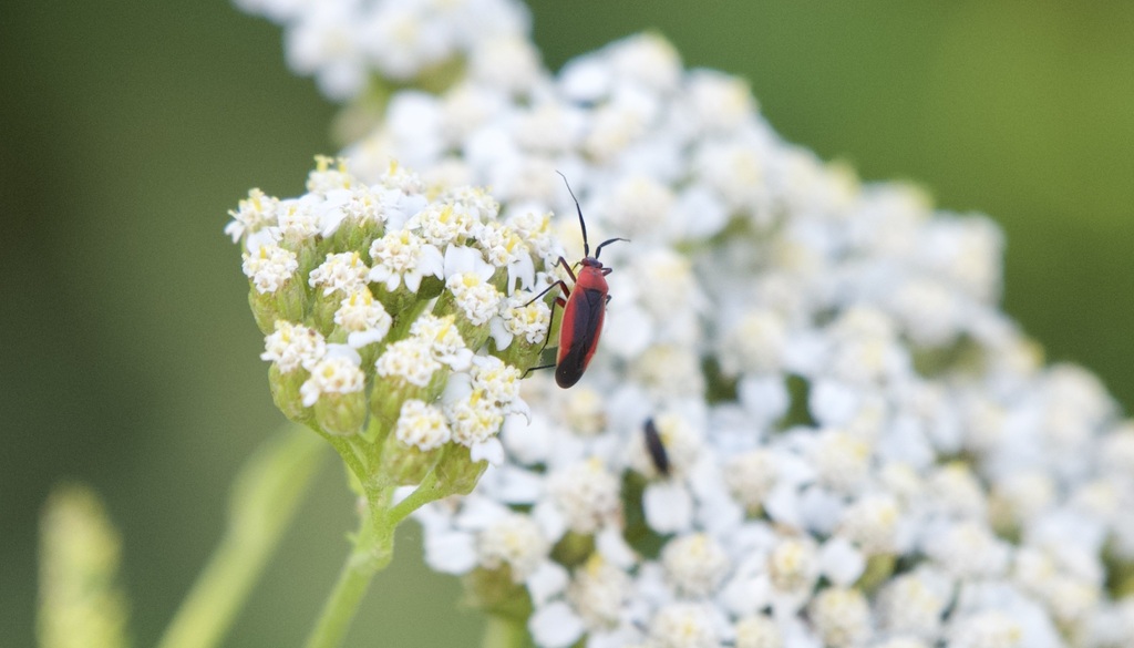 Lopidea instabilis from Topsham, ME 04086, USA on July 20, 2022 at 04: ...