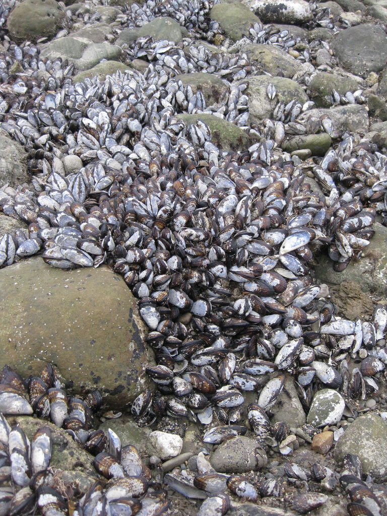 California Mussel (China Cove Organisms) · iNaturalist