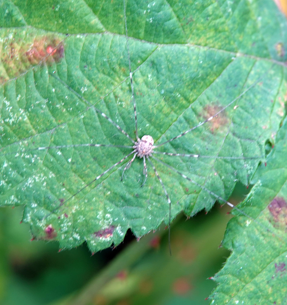 Fork-palped Harvestman from Frankfurt-Riedberg, Frankfurt am Main ...