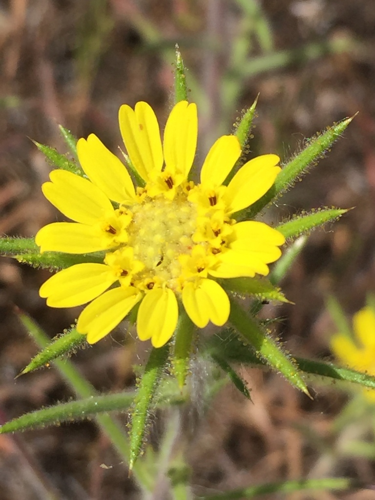 Fitch's tarweed from Bass Lake Park, El Dorado Hills, CA, US on June 18 ...