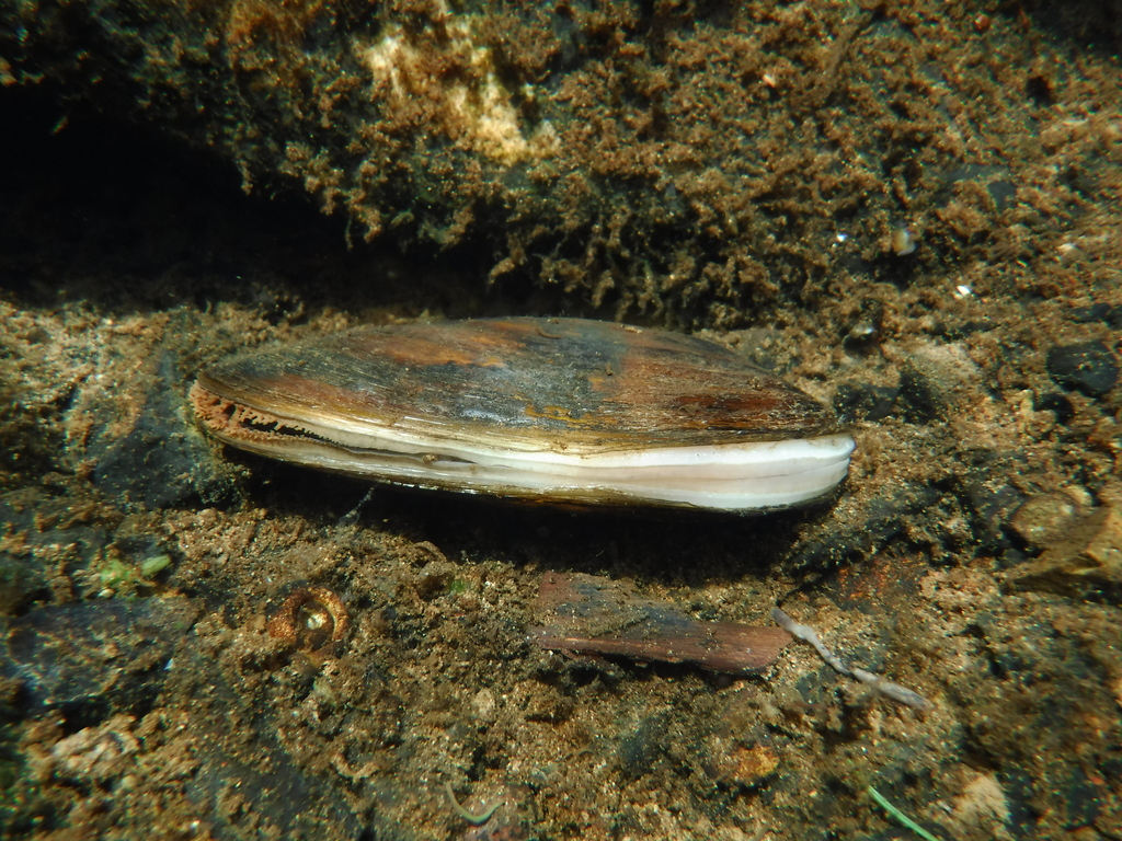 Freshwater Pearl Mussel from Newfoundland and Labrador, Canada on July ...